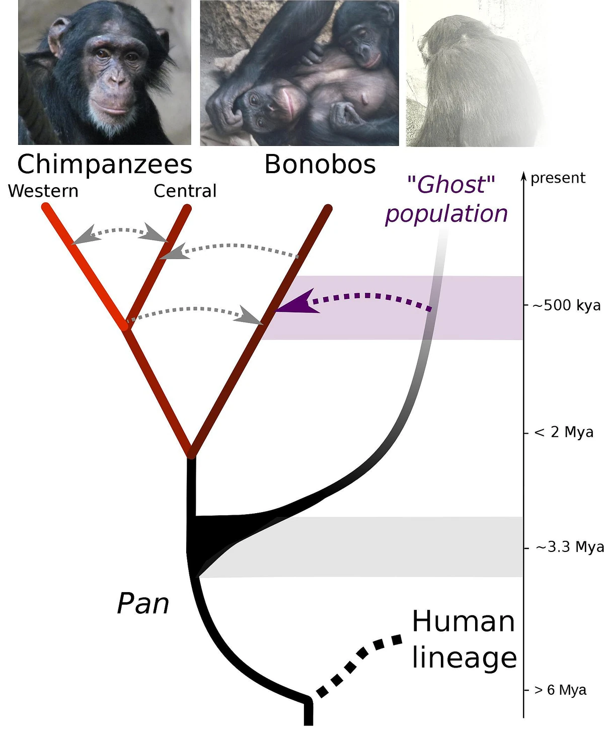 Ghost Panina | Prehistoric Wiki | Fandom
