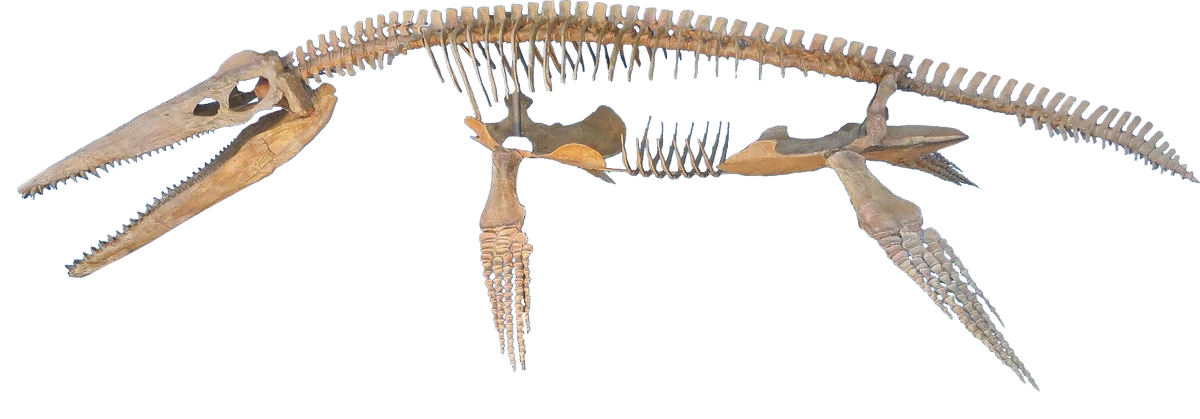 Pliosaur Skeleton