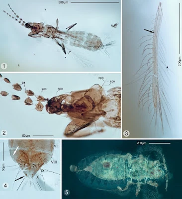 Merothrips aithiopicus | Prehistoric Wiki | Fandom
