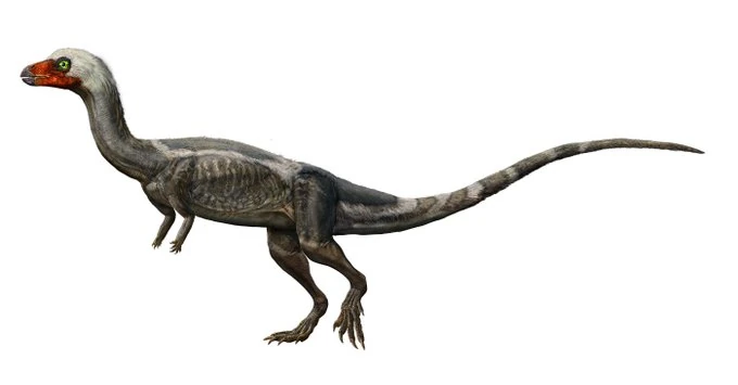 Effigia | Prehistoric Wiki | Fandom