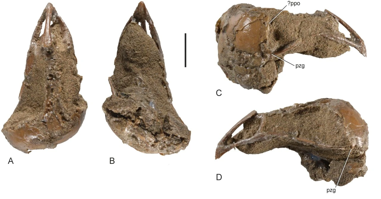 Discuss Everything About Prehistoric Wiki | Fandom