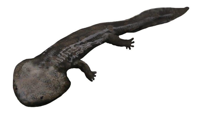 Category:Chigutisaurids | Prehistoric Wiki | Fandom