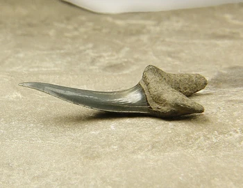 Anomotodon | Prehistoric Wiki | Fandom