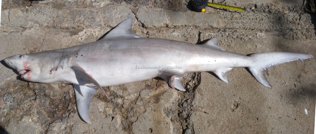 Hemipristis | Prehistoric Wiki | Fandom