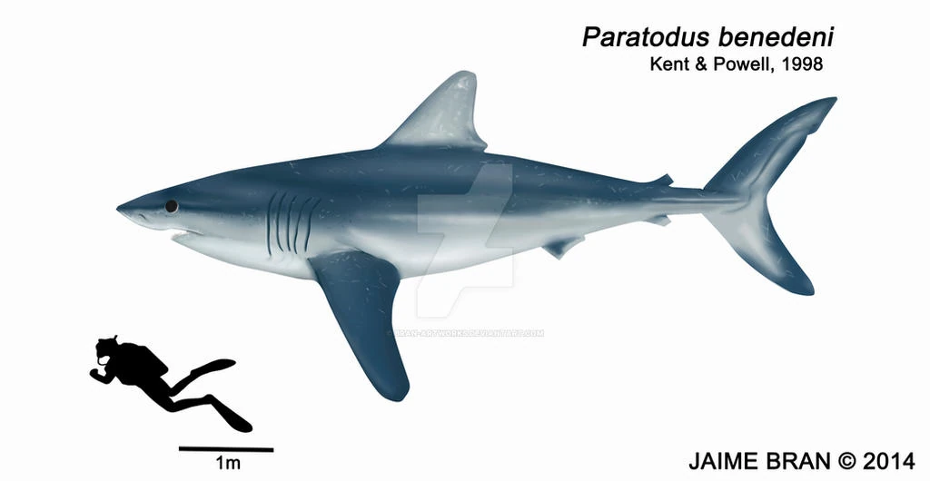Parotodus | Prehistoric Wiki | Fandom