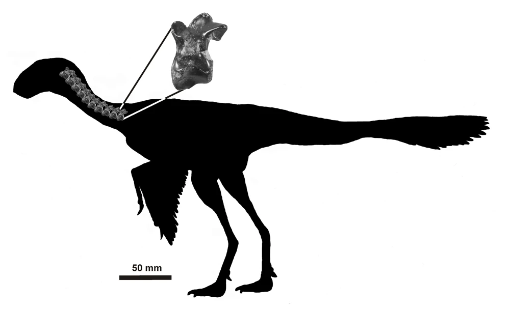 Hastings Group maniraptoran | Prehistoric Wiki | Fandom