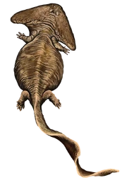 Diplocaulus | Prehistoric Wiki | Fandom