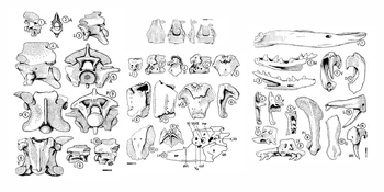 Spanish cobra | Prehistoric Wiki | Fandom