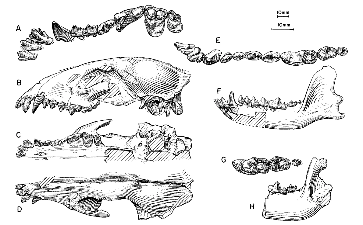 Psalidocyon | Prehistoric Wiki | Fandom