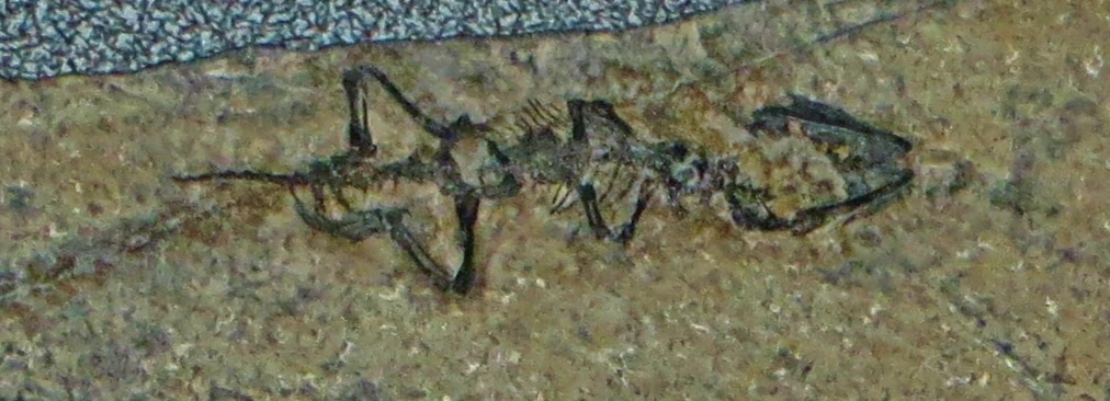 Category:Gephyrosaurids | Prehistoric Wiki | Fandom