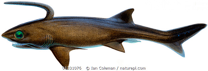 Falcatus | Prehistoric Wiki | Fandom