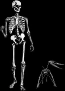 Hell Creek pterandontian | Prehistoric Wiki | Fandom