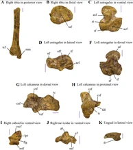 Anacodon | Prehistoric Wiki | Fandom