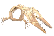 Tylosaurus | Prehistoric Wiki | Fandom