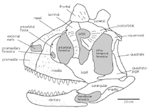Carnotaurus | Prehistoric Wiki | Fandom