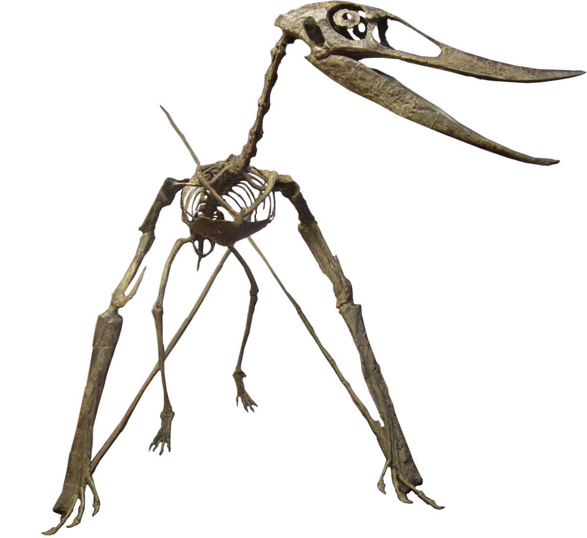 Hell Creek pterandontian | Prehistoric Wiki | Fandom