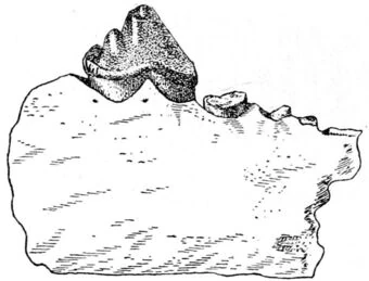 Anomodon | Prehistoric Wiki | Fandom