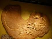 Coelophysis | Prehistoric Wiki | Fandom