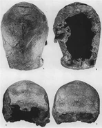 Homo soloensis | Prehistoric Wiki | Fandom