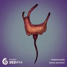 Cothurnocystis | Prehistoric Wiki | Fandom