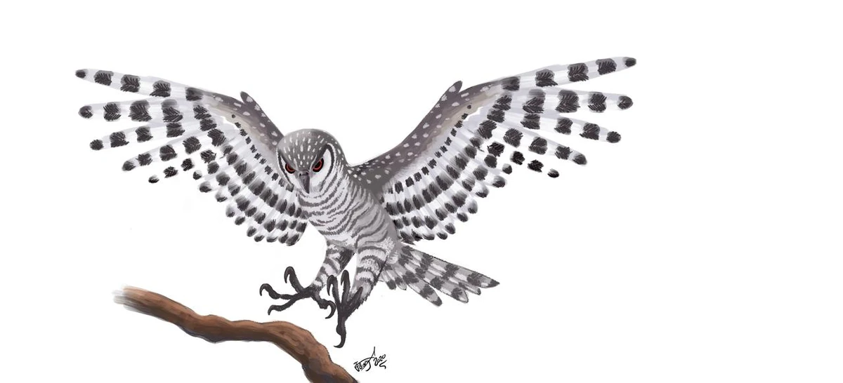 Category:Owls | Prehistoric Wiki | Fandom