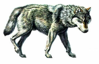 Armbruster's wolf | Prehistoric Wiki | Fandom