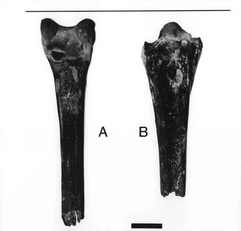 Cope's flamingo | Prehistoric Wiki | Fandom