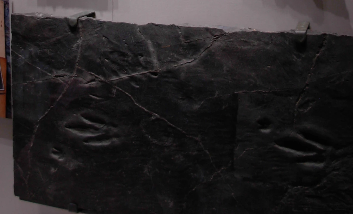 Atreipus | Prehistoric Wiki | Fandom