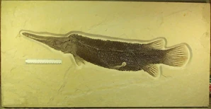 Lepisosteus | Prehistoric Wiki | Fandom