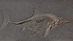 Ichthyosaurus | Prehistoric Wiki | Fandom