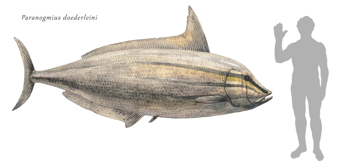 Paranogmius | Prehistoric Wiki | Fandom