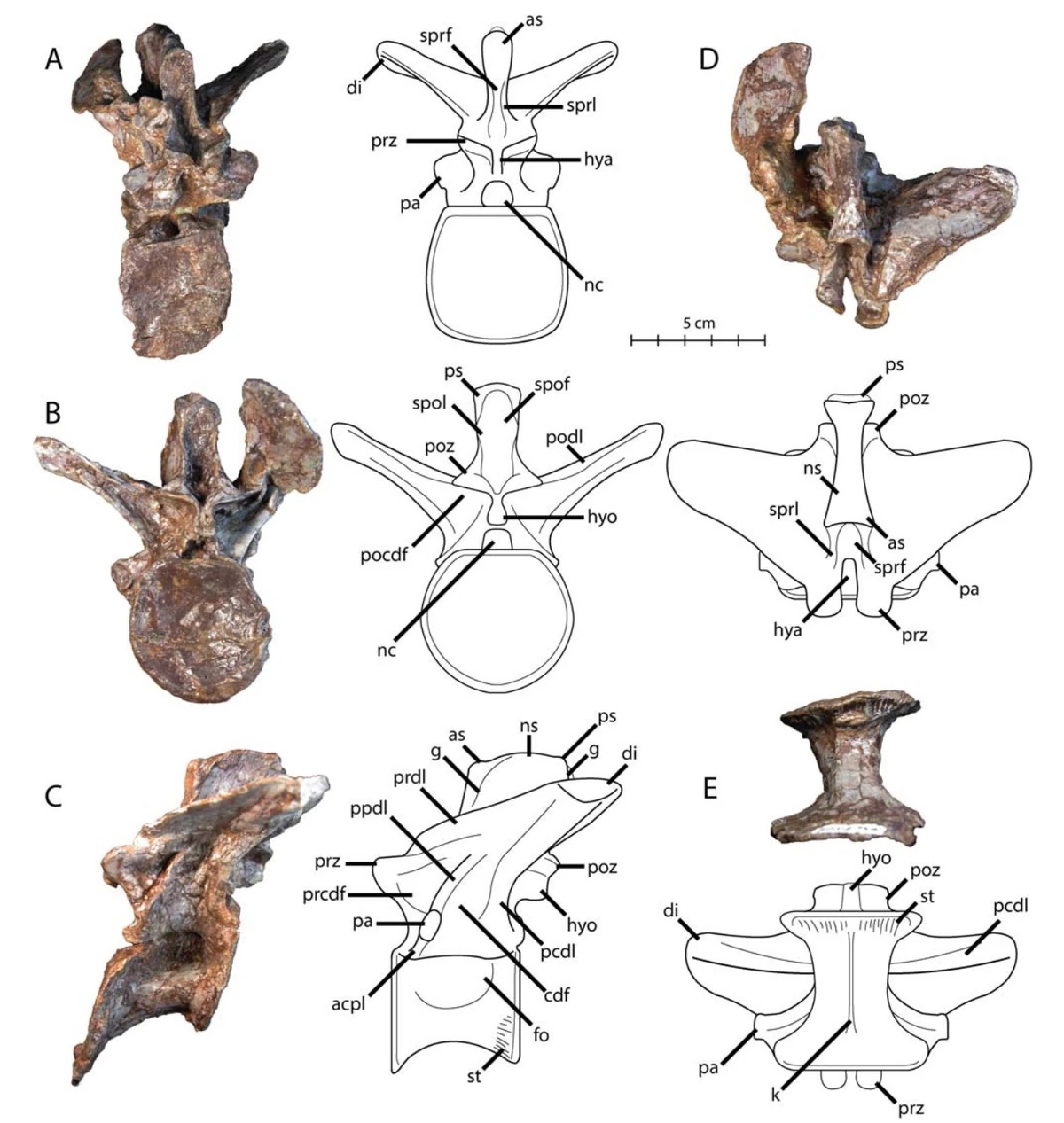 SGDS 768 | Prehistoric Wiki | Fandom