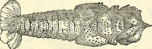 Category:Prawns | Prehistoric Wiki | Fandom