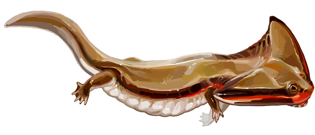 Diplocaulus | Prehistoric Wiki | Fandom