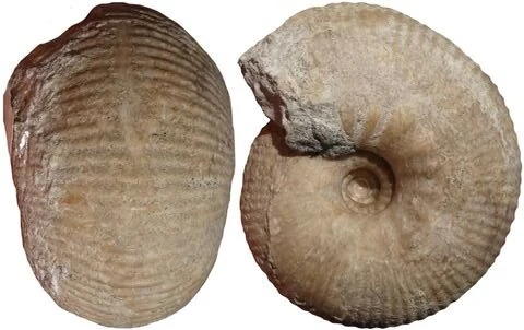 Emileia | Prehistoric Wiki | Fandom