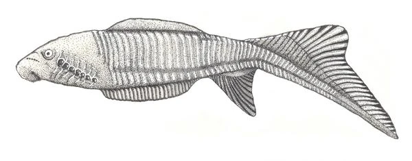 Endeiolepis | Prehistoric Wiki | Fandom