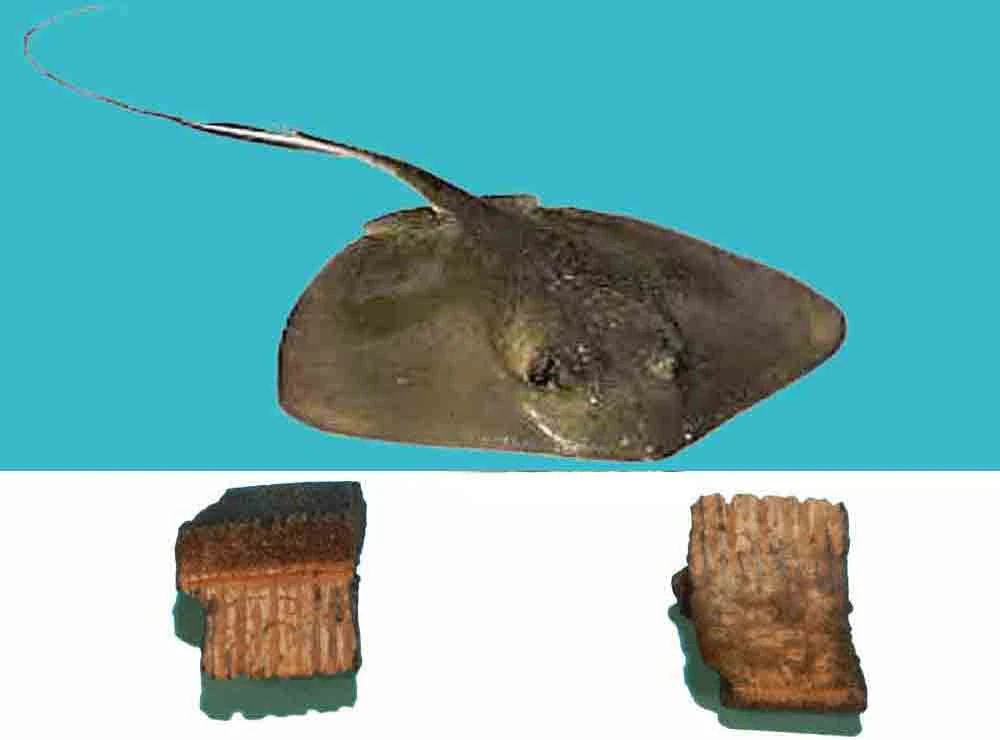 Myliobatis gigas | Prehistoric Wiki | Fandom