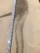 Vallecillo pachycormid | Prehistoric Wiki | Fandom