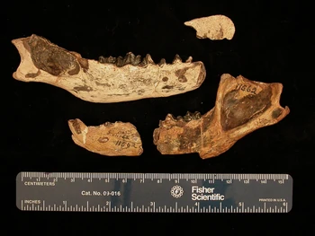 Paracynarctus | Prehistoric Wiki | Fandom