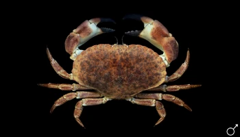 Cancer (crab) | Prehistoric Wiki | Fandom