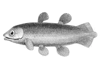 Undina | Prehistoric Wiki | Fandom