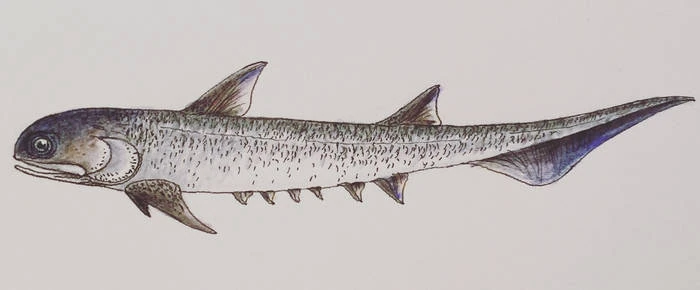 Climatius | Prehistoric Wiki | Fandom