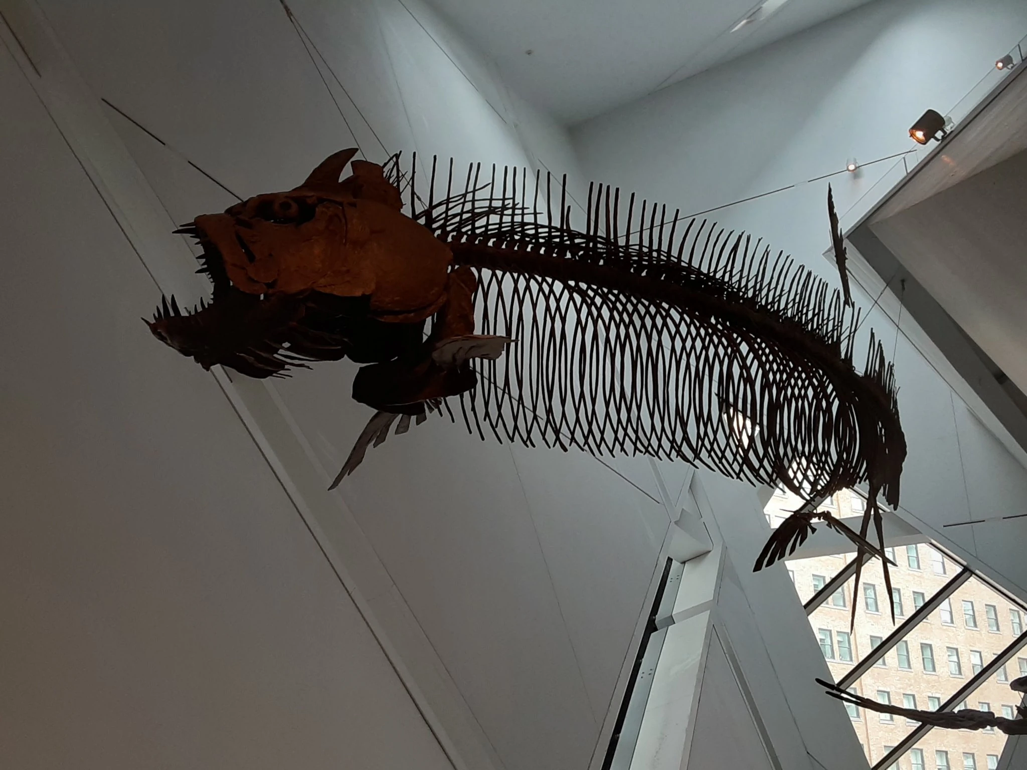 Xiphactinus Skeleton