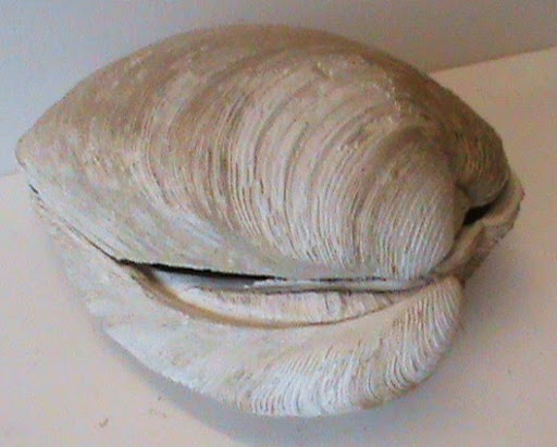 Megalodon (clam) | Prehistoric Wiki | Fandom