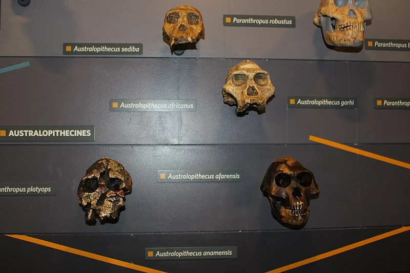 Australopithecus Sediba Pelvis