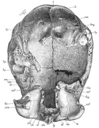 Homo pekinensis | Prehistoric Wiki | Fandom