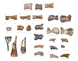 Coelosaurus (Gilmore, 1920) | Prehistoric Wiki | Fandom
