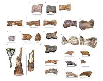 Coelosaurus (Gilmore, 1920) | Prehistoric Wiki | Fandom