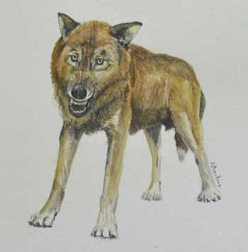 Canis orcensis | Prehistoric Wiki | Fandom