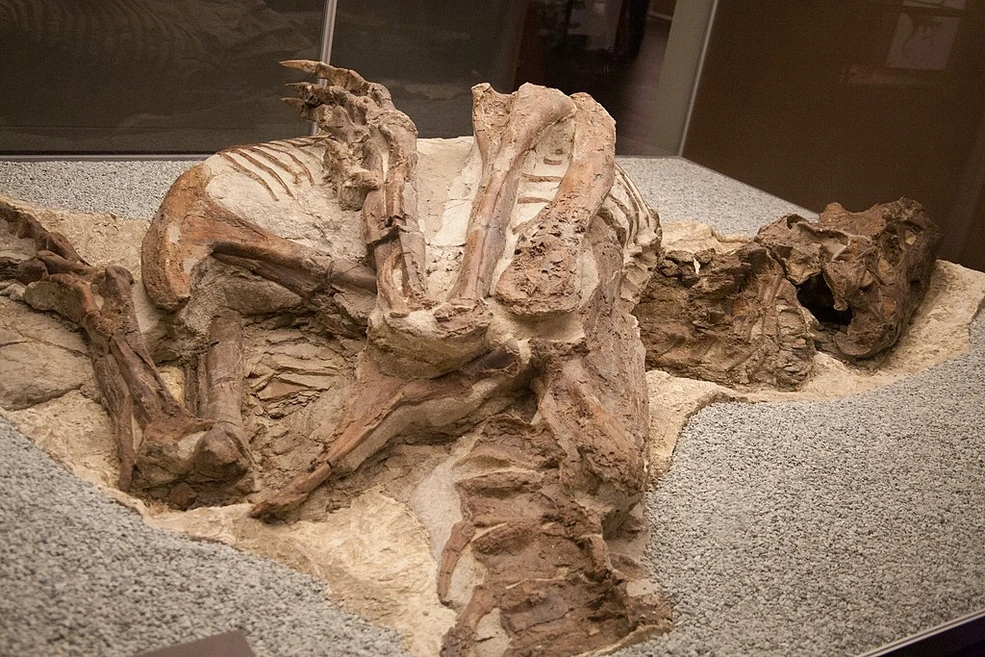 gorgosaurus max size